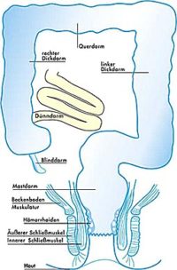 Proktologie - Erkrankungen des Enddarms - Überörtliche ...